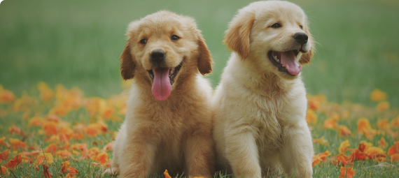 Finaxy Group | Anima Solutions - Finaxy Group