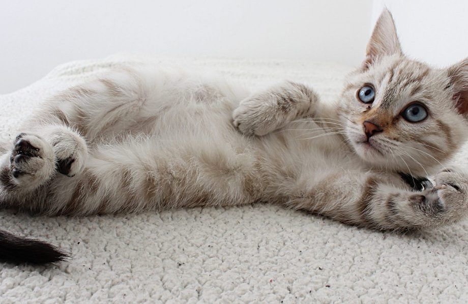 Finaxy Group | Anima Solutions - Finaxy Group